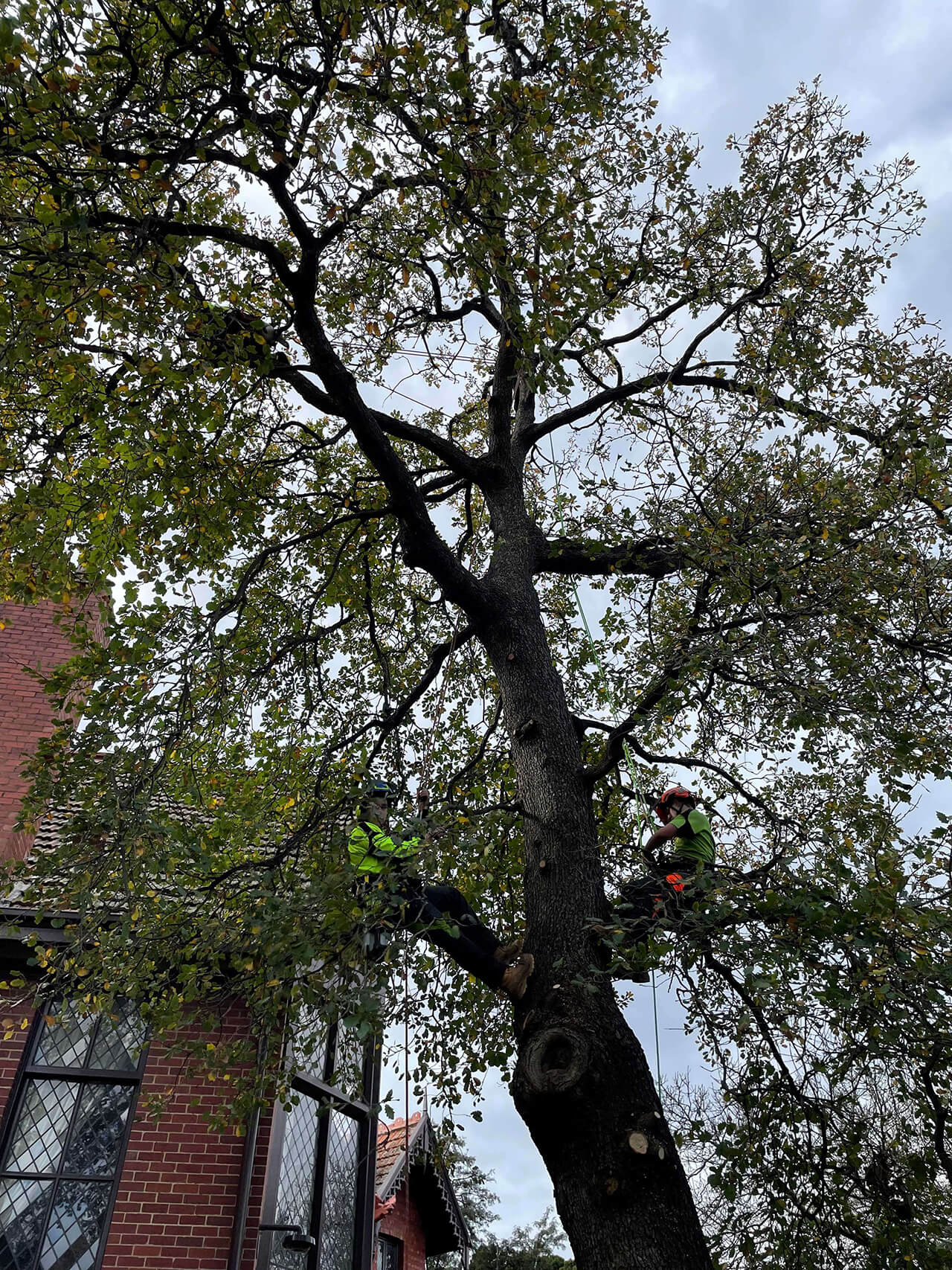 Tree Pruning - Tree Pruning Melbourne - TLC Trees