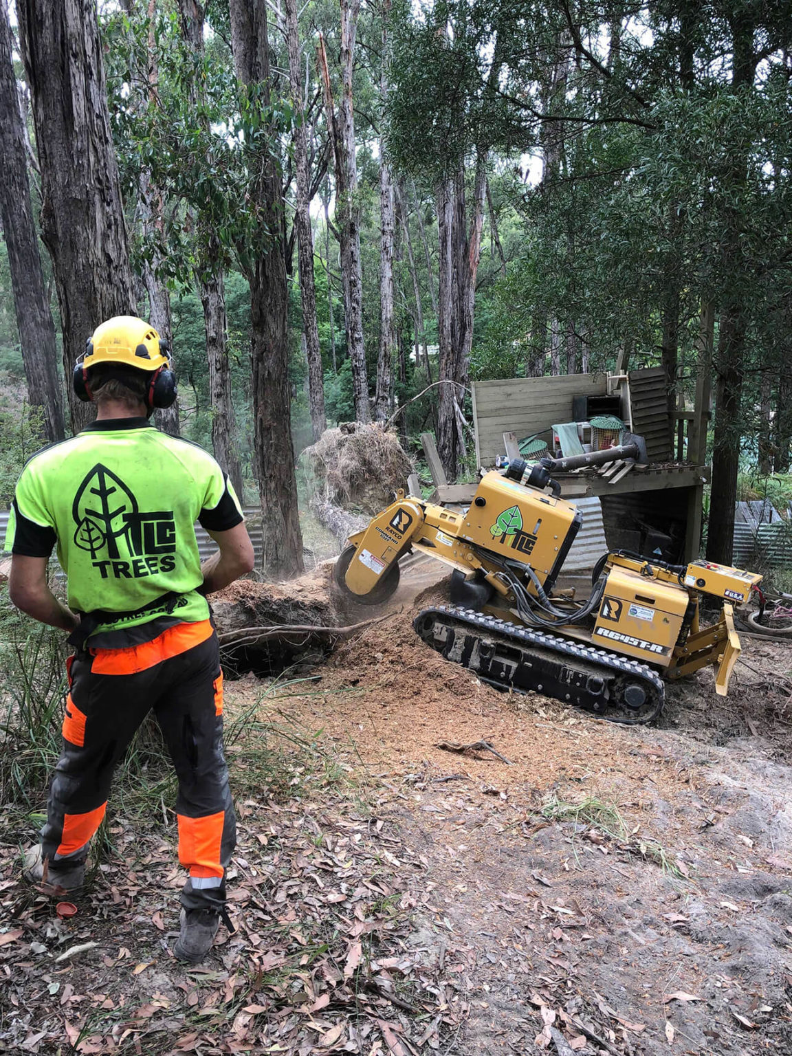 Stump Grinding vs Removal - TLC Trees - Tree Removal - Arborists Melbourne