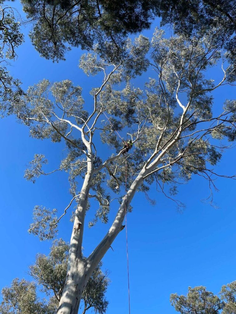 Tree Pruning - Tree Pruning Melbourne - TLC Trees