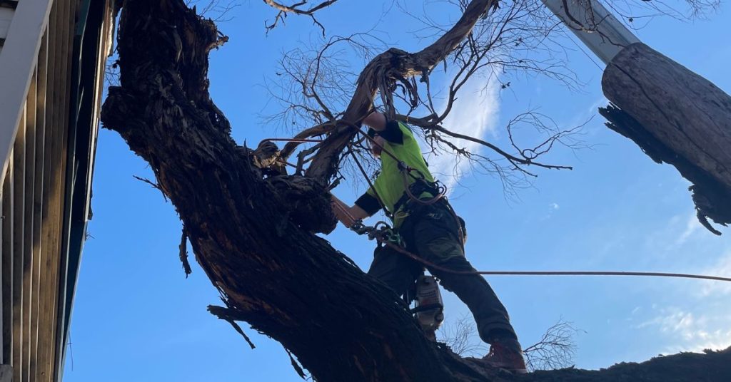 What Does an Arborist Report Include and Why It's Important - TLC Trees