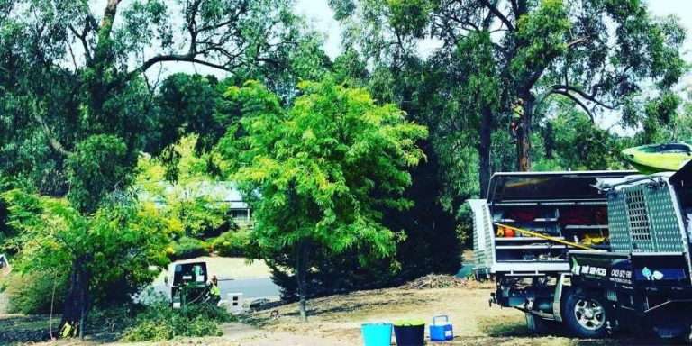 How to Stop Tree Roots from Growing Without Killing the Tree: Science ...