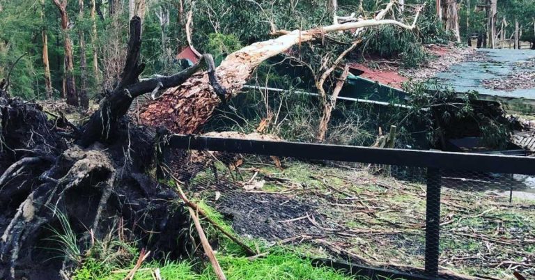 How to Stop Tree Roots from Growing Without Killing the Tree: Science ...